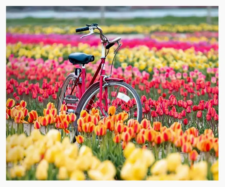 The Tulip Festival Returns to Waterdrinker Farm – Going Local Long Island