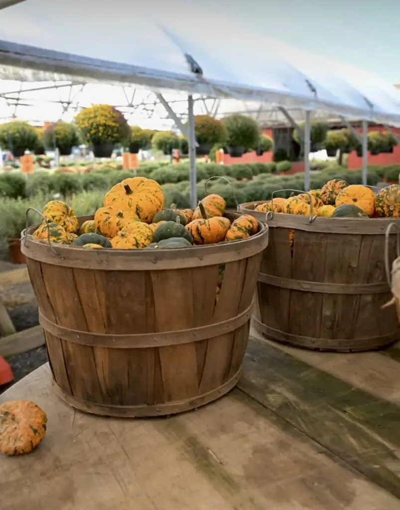 Fink’s Fall Harvest Fest: A Great Day for the Whole Family! – Going ...