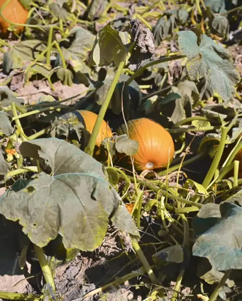 Fink’s Fall Harvest Fest: A Great Day for the Whole Family! – Going ...